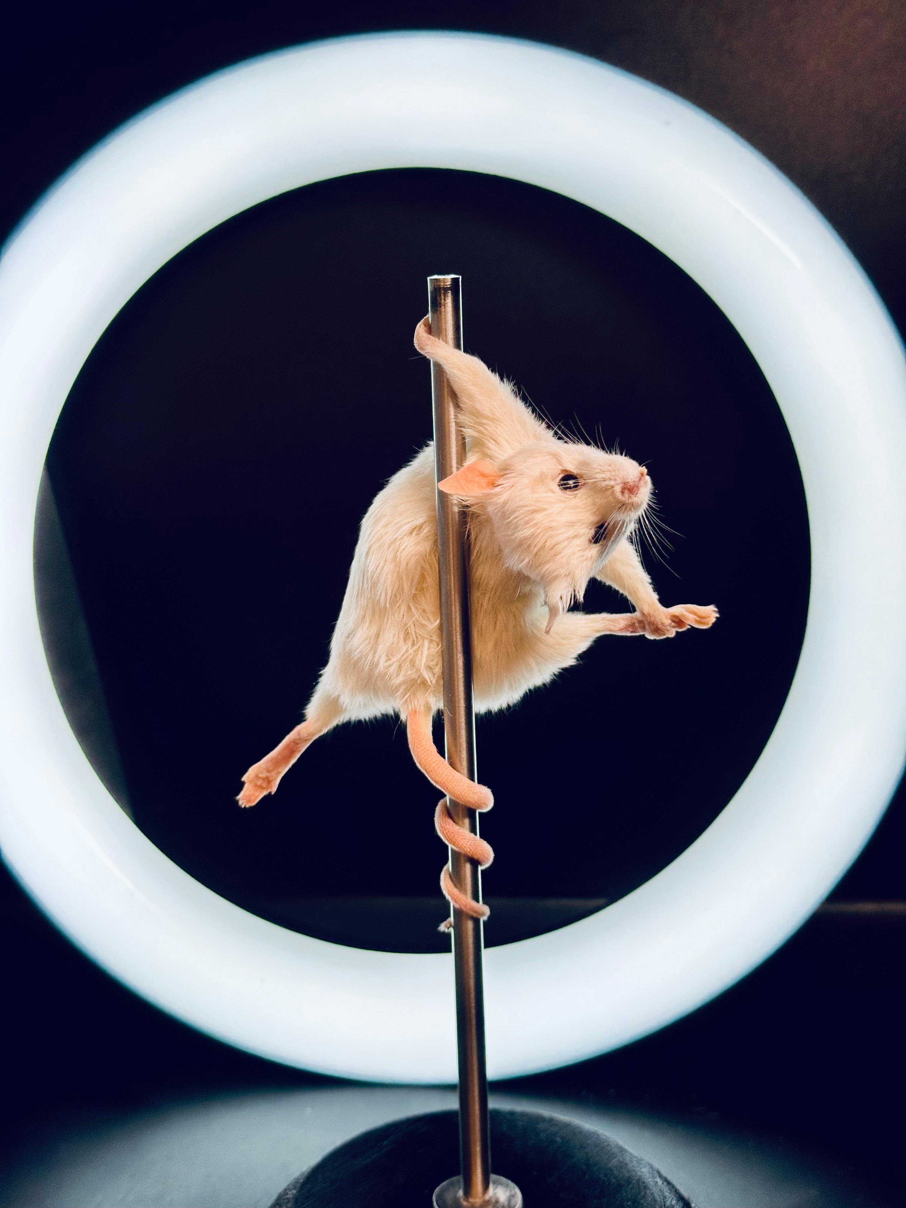 Stripper Mouse - Bonbon – Oh Stuffinell