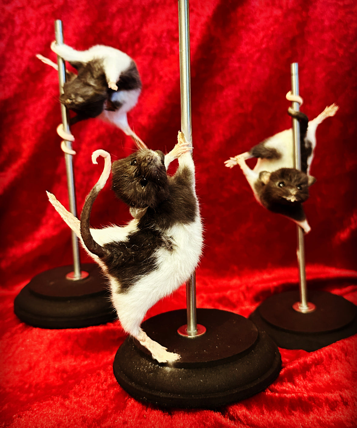 Oh Stuffinell Taxidermy